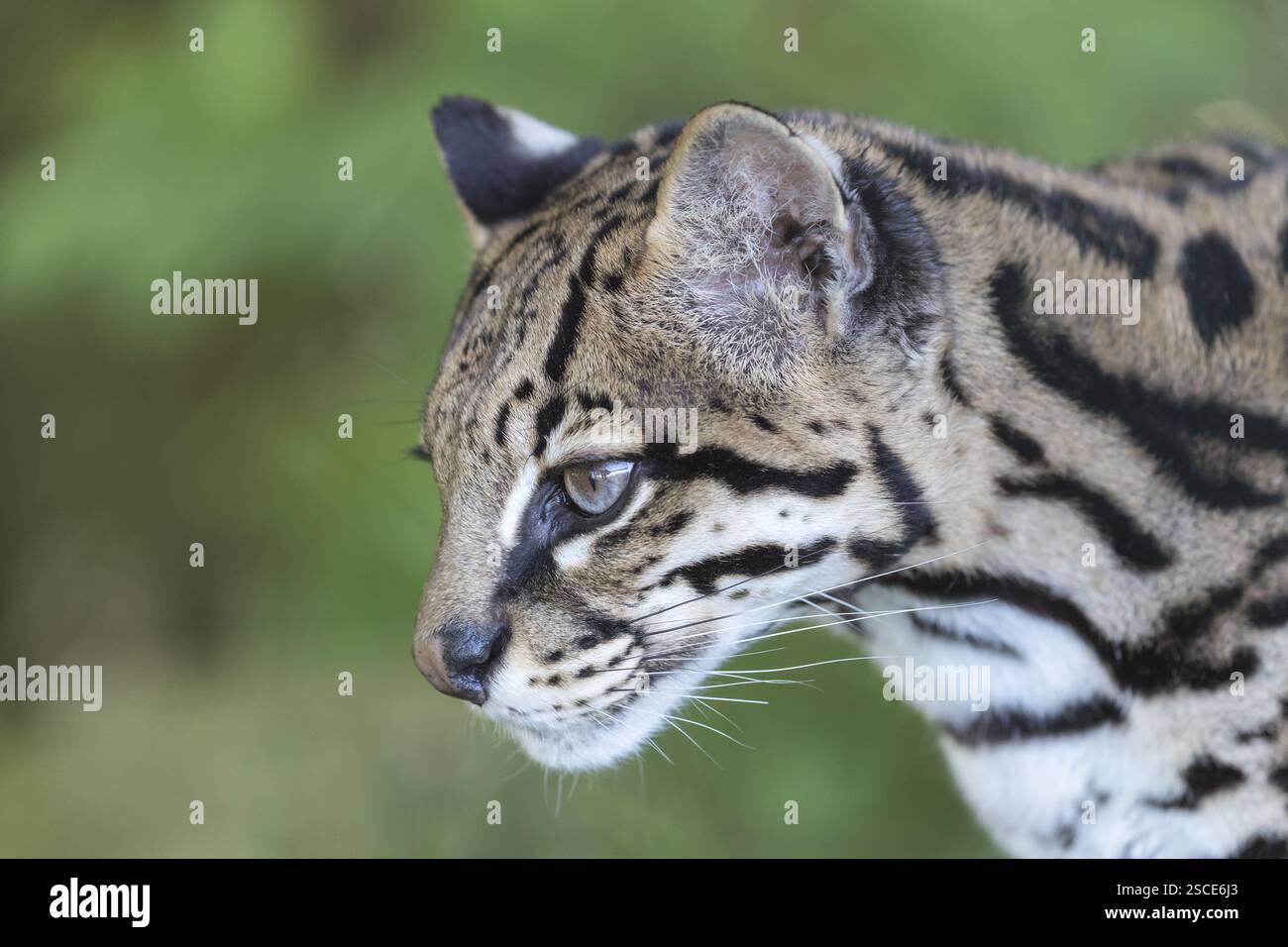 One Ozelot, Leopardus pardalis, side portrait with green vegetation in ...