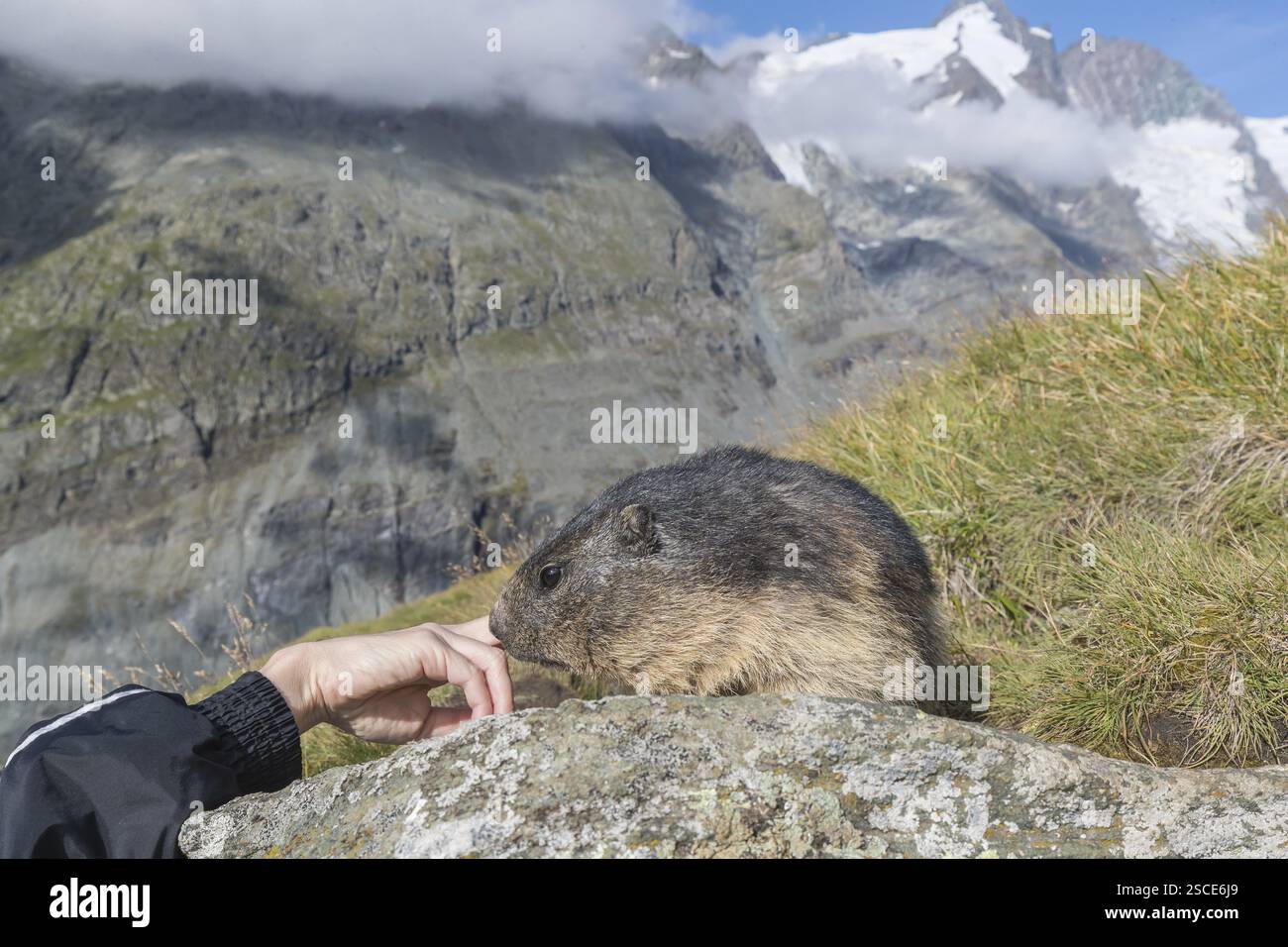 One adult Alpine Marmot, Marmota marmota, standing on a rock. Side view ...