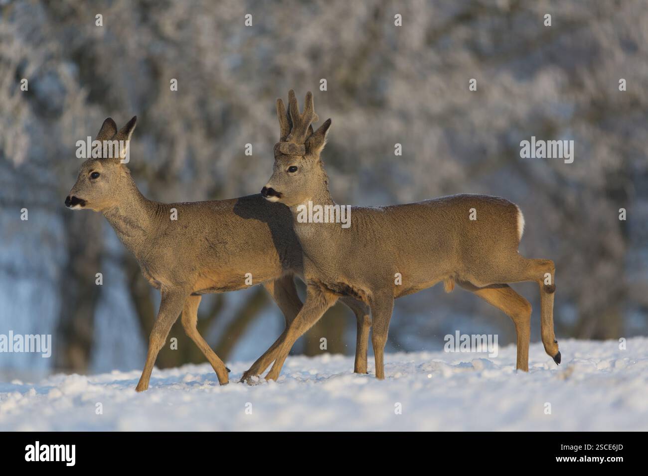 One female and one male Roe Deer, (Capreolus capreolus), walking side ...