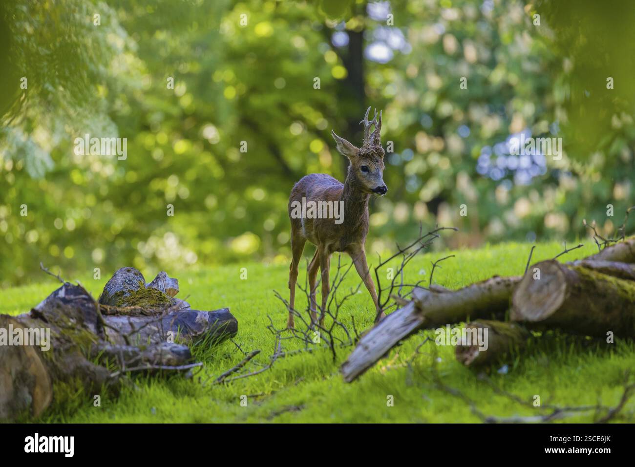 One male Roe Deer, Roe buck (Capreolus capreolus), stands on a meadow ...