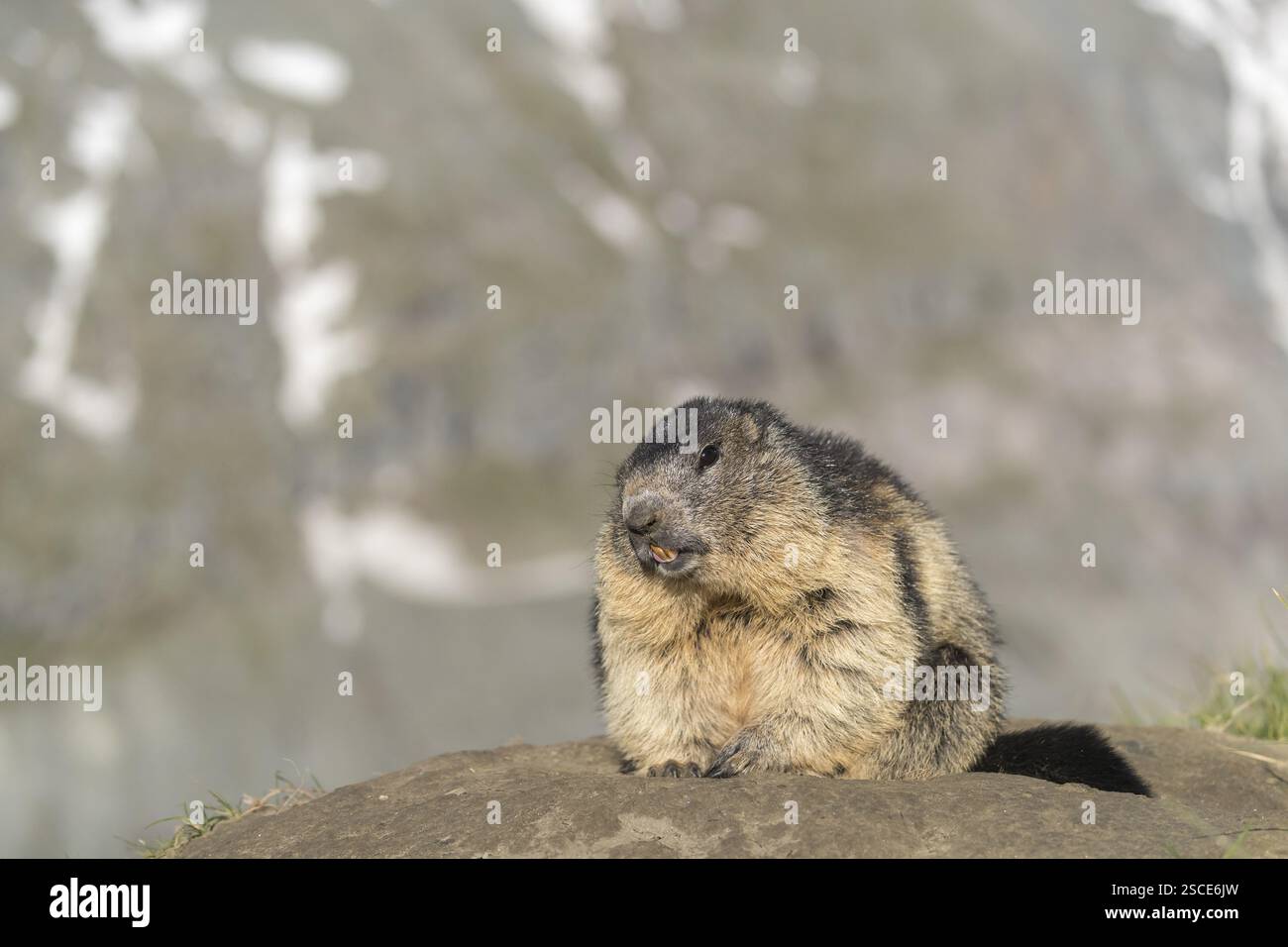 One adult Alpine Marmot, Marmota marmota, resting on brown soil. Some mountains in the distant ...