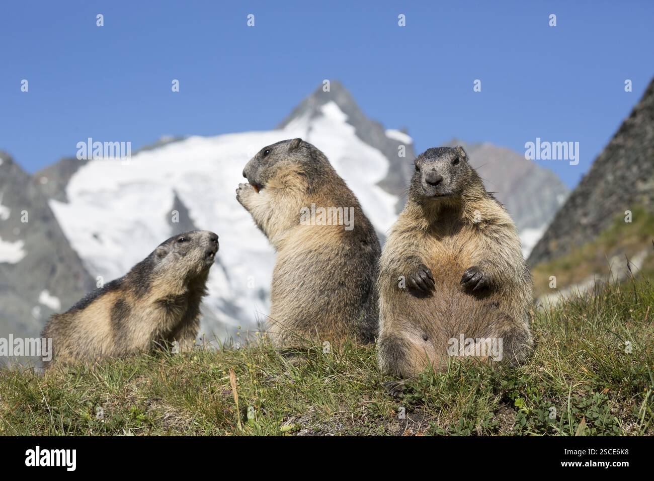 Three adult Alpine Marmot, Marmota marmota, sitting in front of the Grossglockner mountain in ...