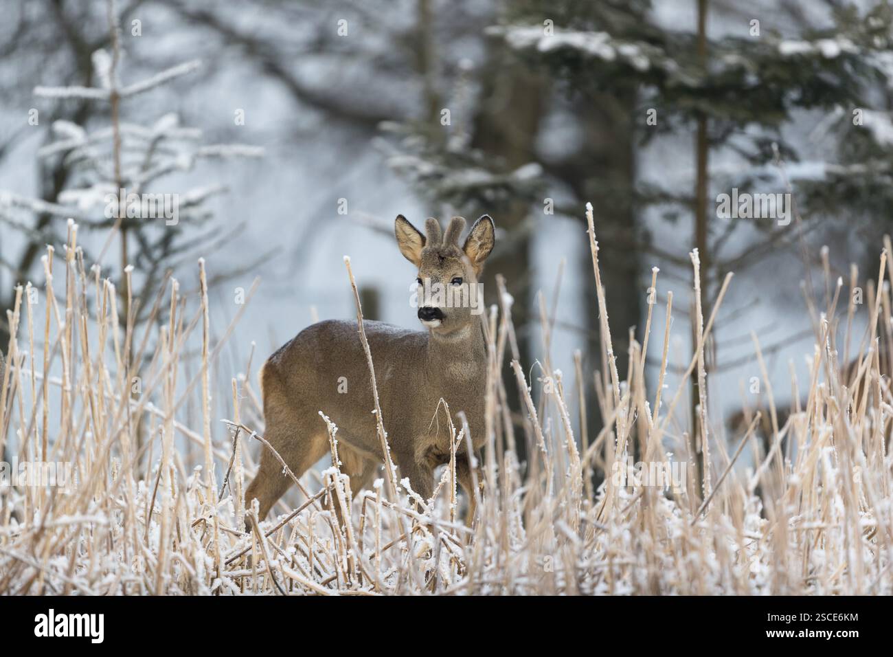 Roe deer between fir trees with hoar frost on the ground at minus 15 °C ...