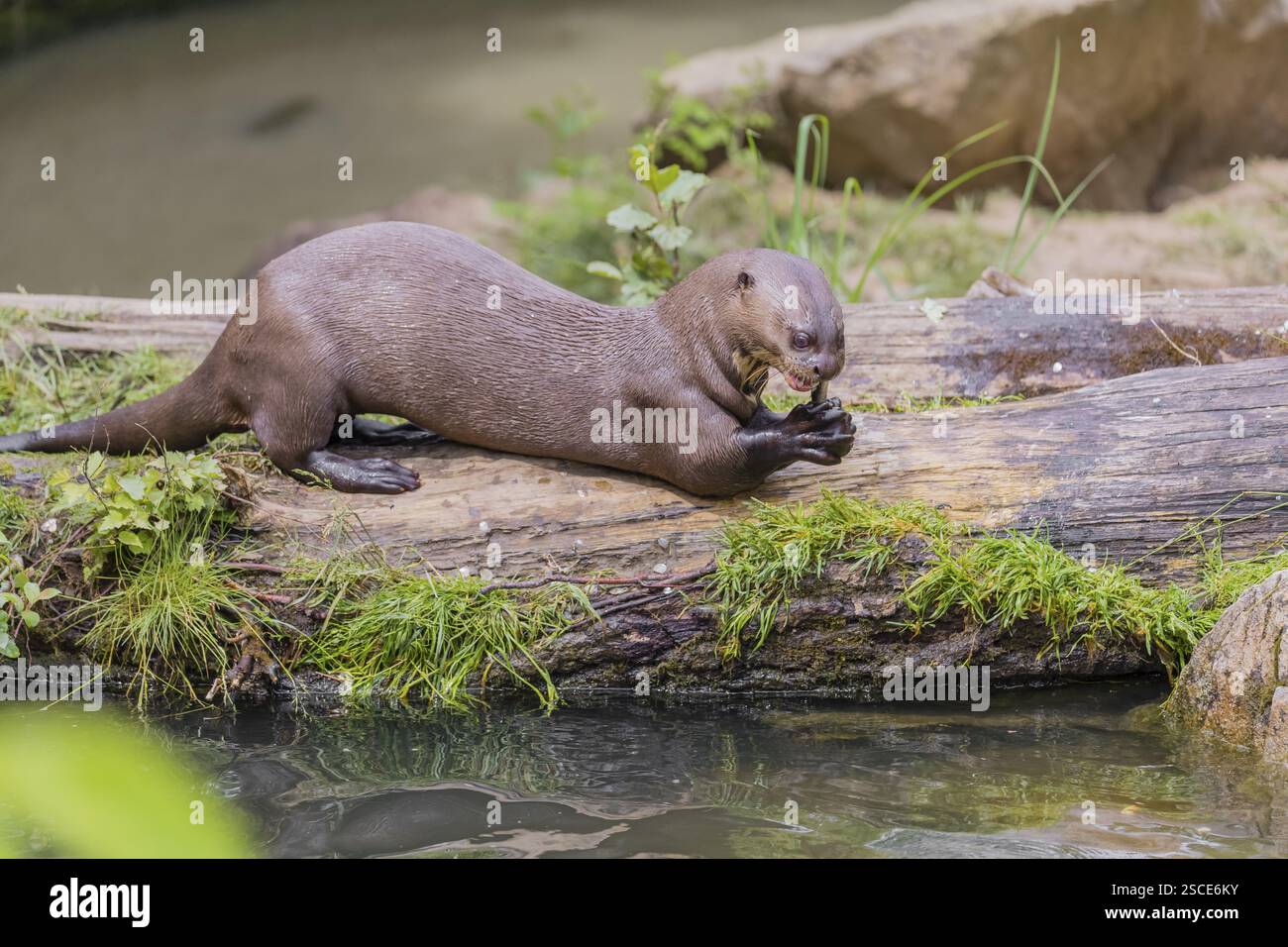A giant otter or giant river otter (Pteronura brasiliensis) rests on a ...