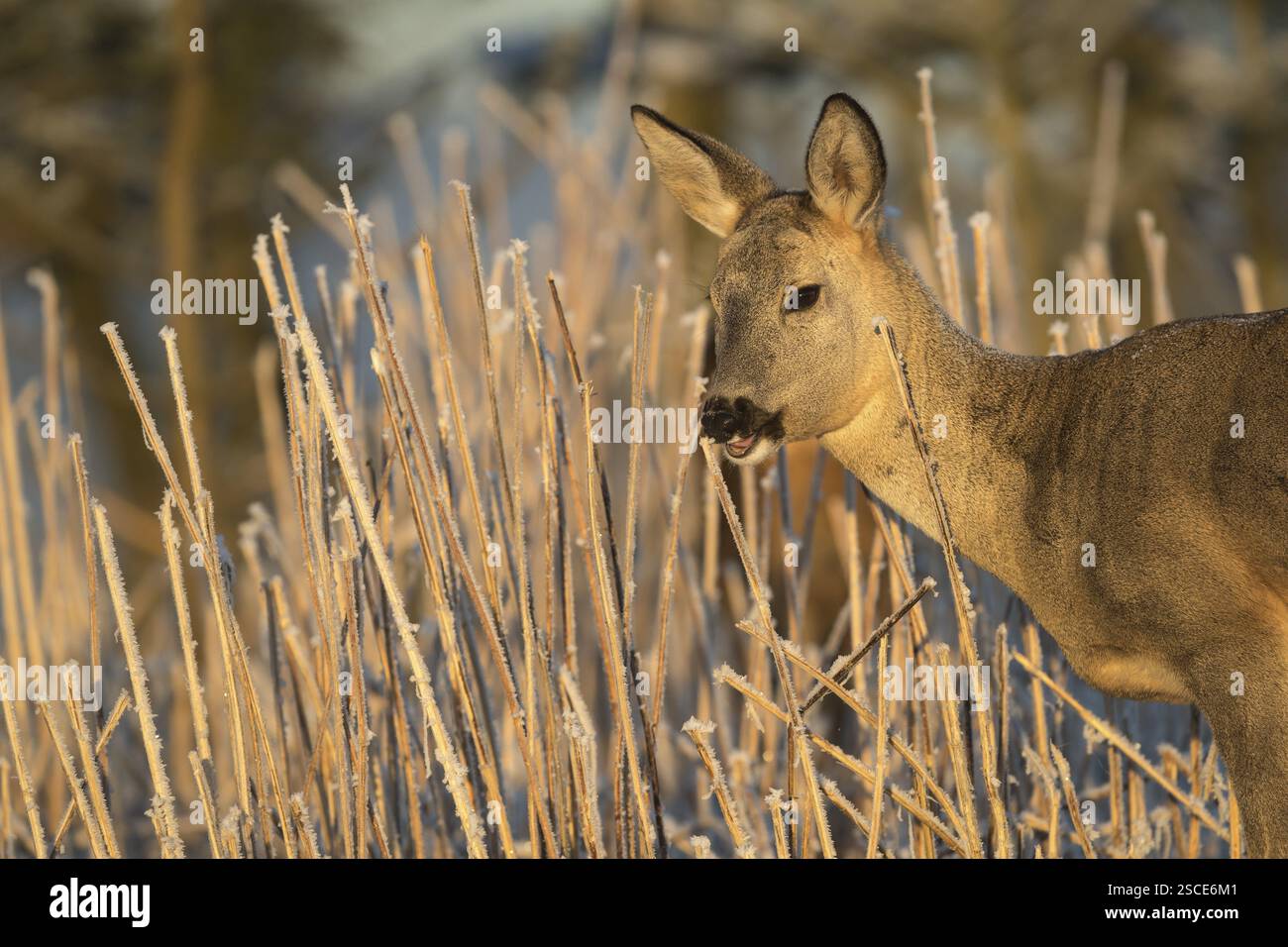 Roe deer standing in hoar frosted dead stinging nettle at minus 15 °C ...