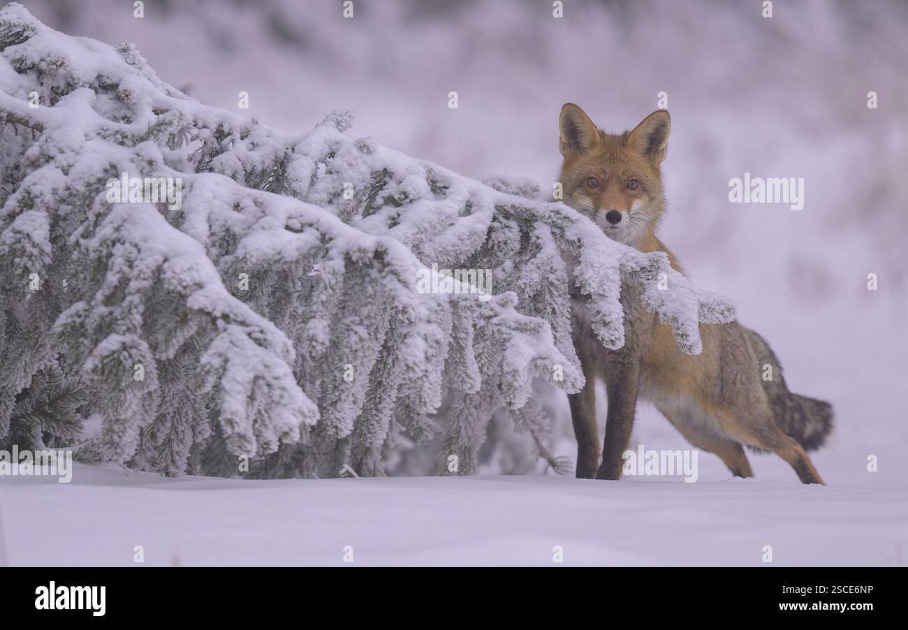Red fox (Vulpes vulpes), seeking shelter under branches on a spruce ...