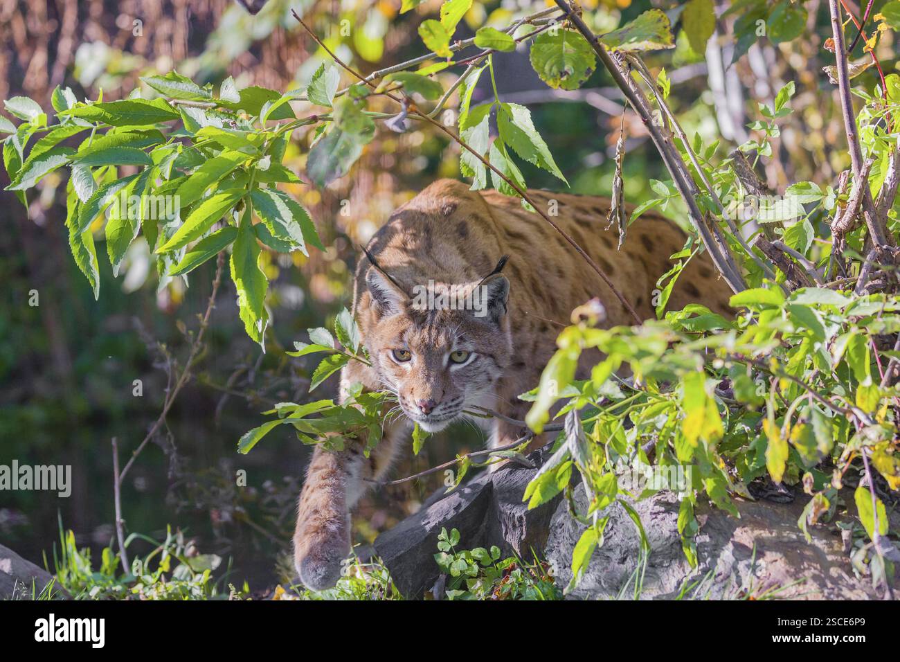 Stalks prey hi-res stock photography and images - Alamy