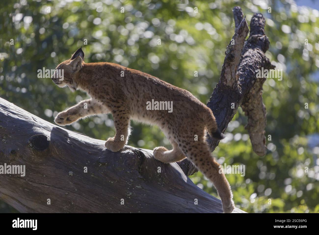 One Eurasian lynx, (Lynx lynx), walking over fallen dead tree with a ...