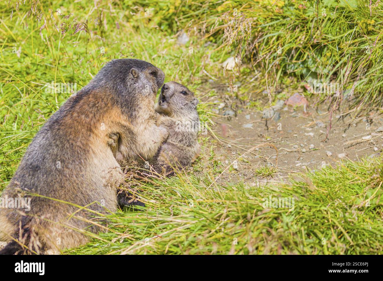 One adult Alpine Marmot, Marmota marmota, and one young marmot playing with each other Stock ...