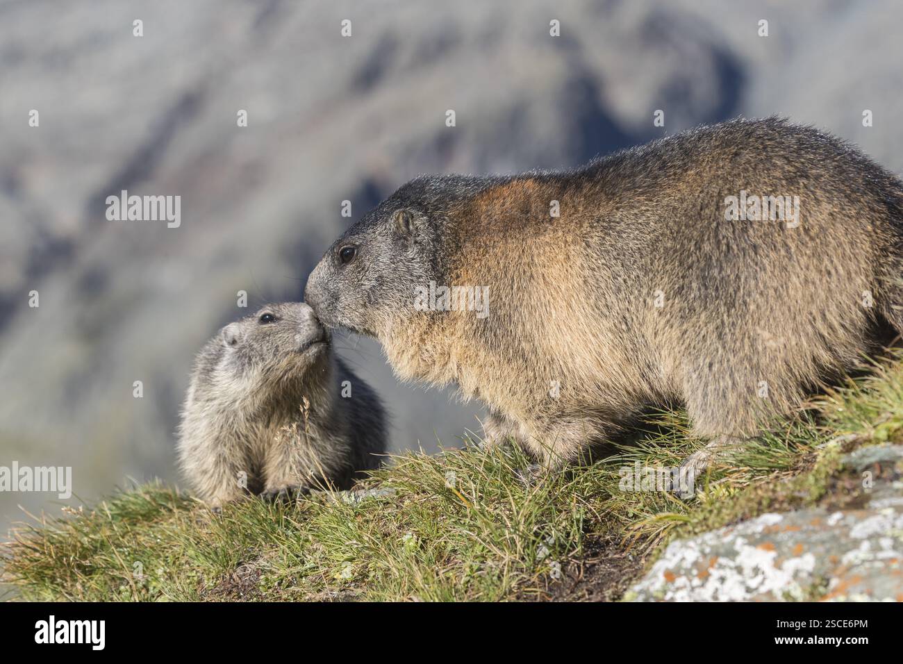 One young Alpine Marmot, Marmota marmota, begging for food. Licking the ...