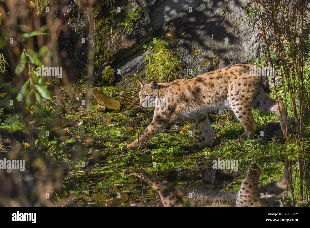 A Eurasian lynx, (Lynx lynx) runs between a small pond and a very small ...