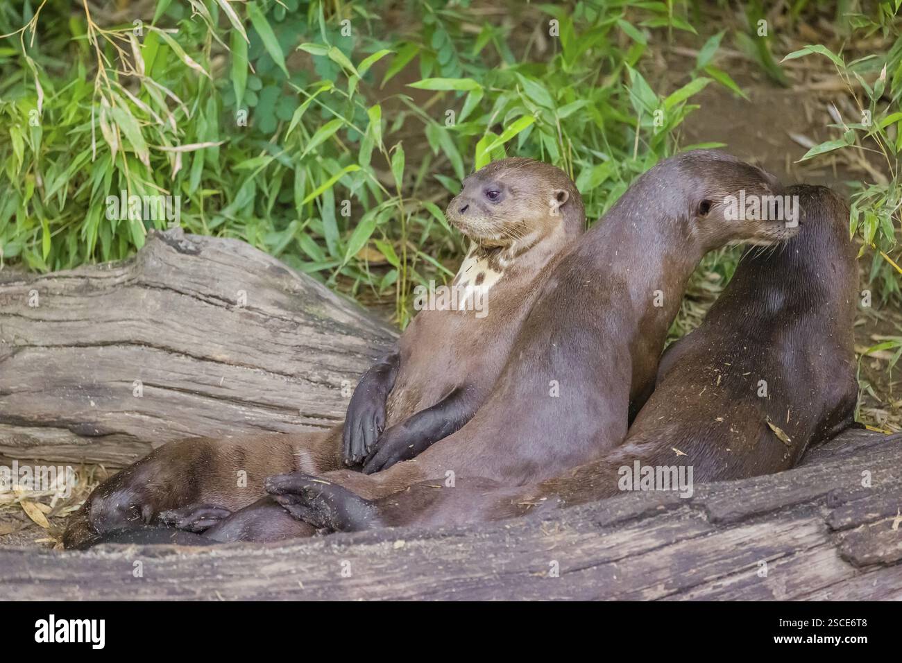 Three giant otter or giant river otter (Pteronura brasiliensis) rest on a rotten log Stock Photo ...