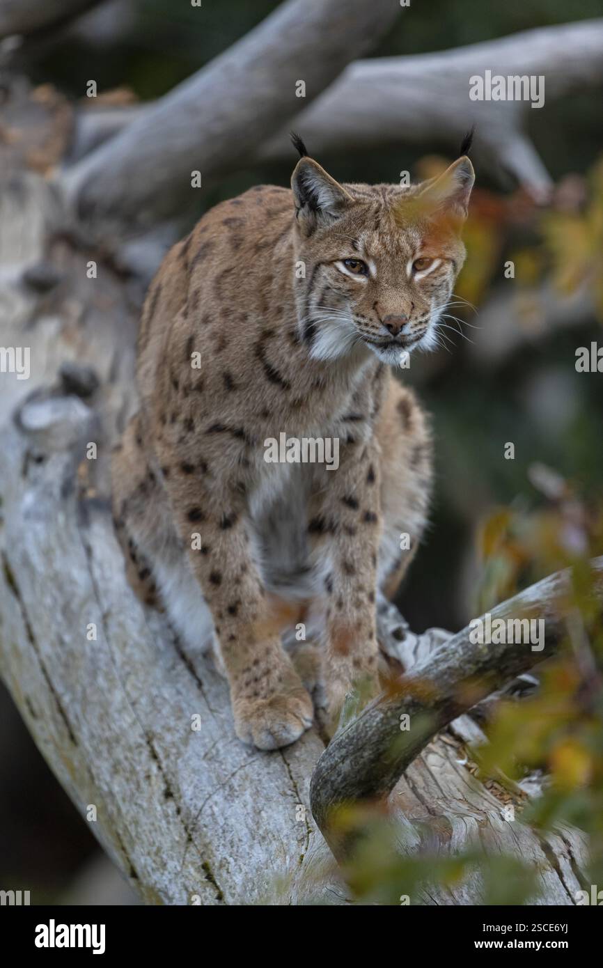 One Eurasian lynx, (Lynx lynx), sitting on a fallen tree, grooming ...