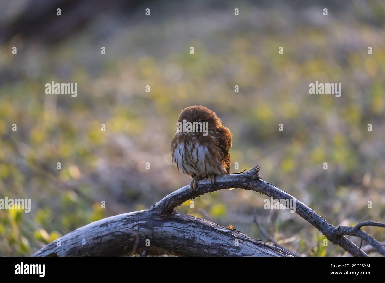 One East Brazilian pygmy owl (Glaucidium minutissimum), also known as ...