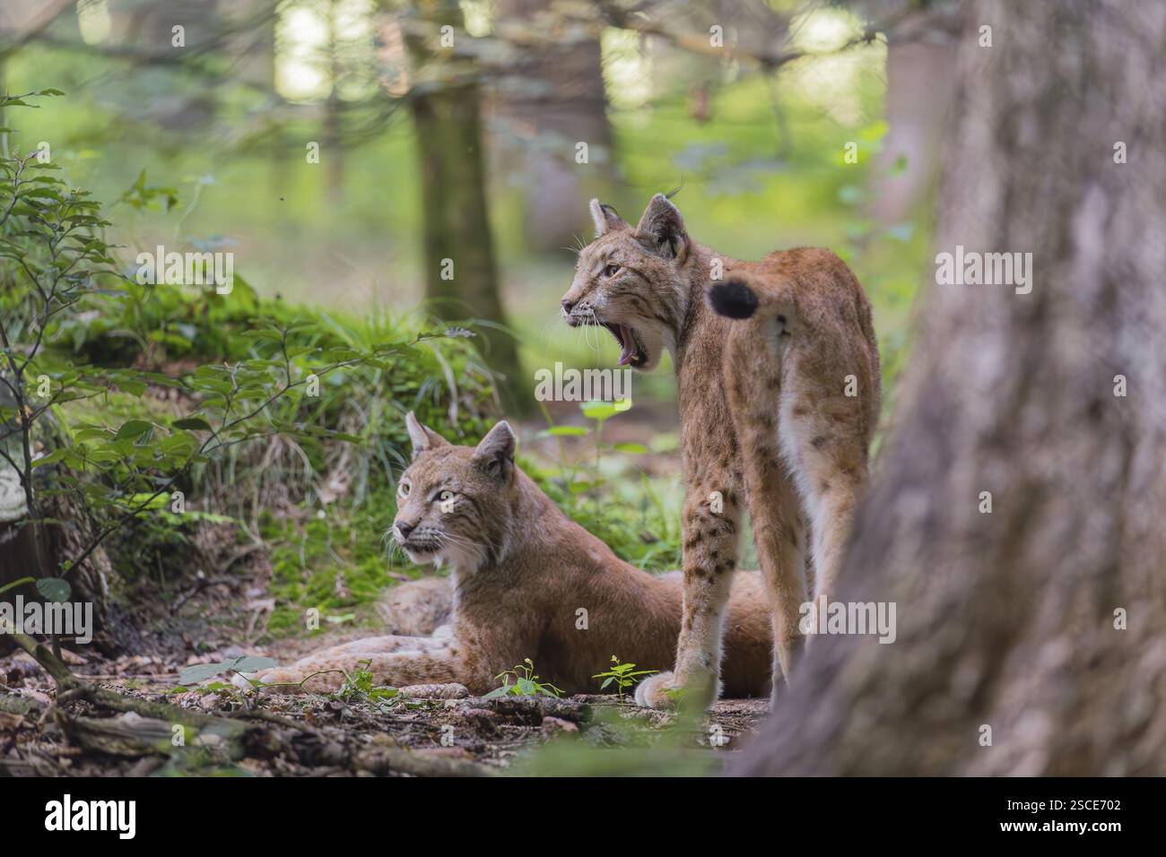 Two young Eurasian lynx (Lynx lynx) rest in a forest, one of them is ...