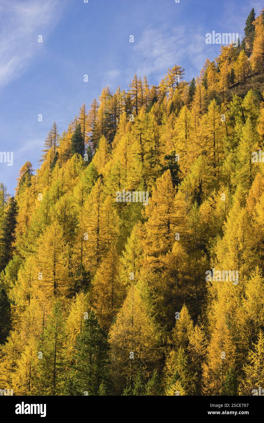 Fall foliage seen from the Malta Hochalm road. Carithia, Austria ...