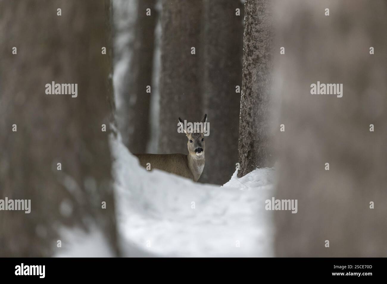 One young male Roe Deer, Roe buck (Capreolus capreolus), walking ...