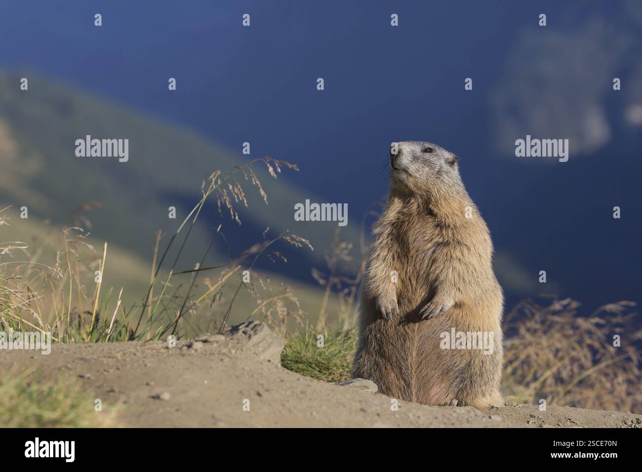 One adult Alpine Marmot, Marmota marmota, sitting erected on a rim of a soil, observing his ...