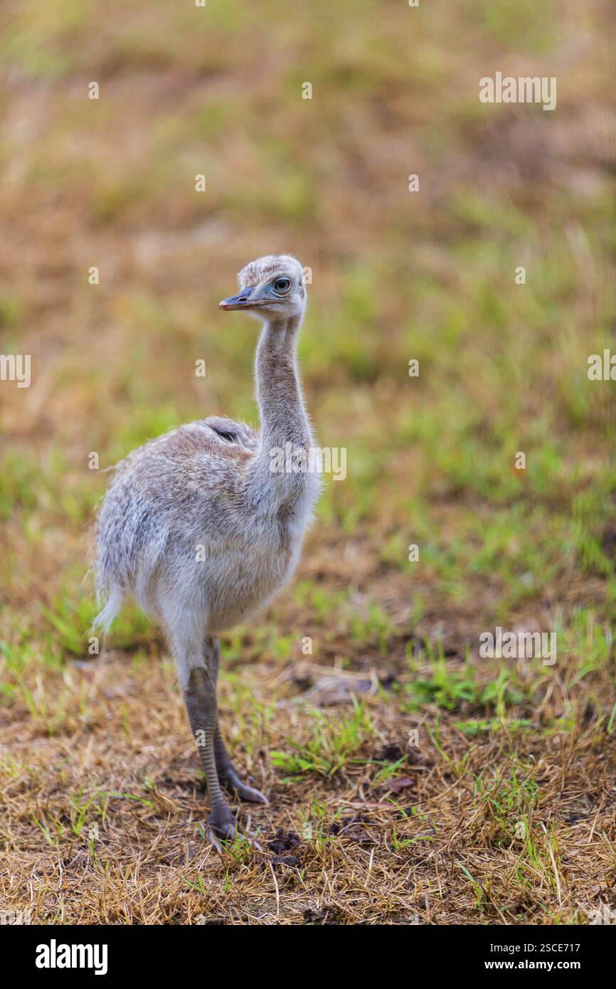 One greater rhea chick, Rhea americana, stands on a dry meadow Stock ...