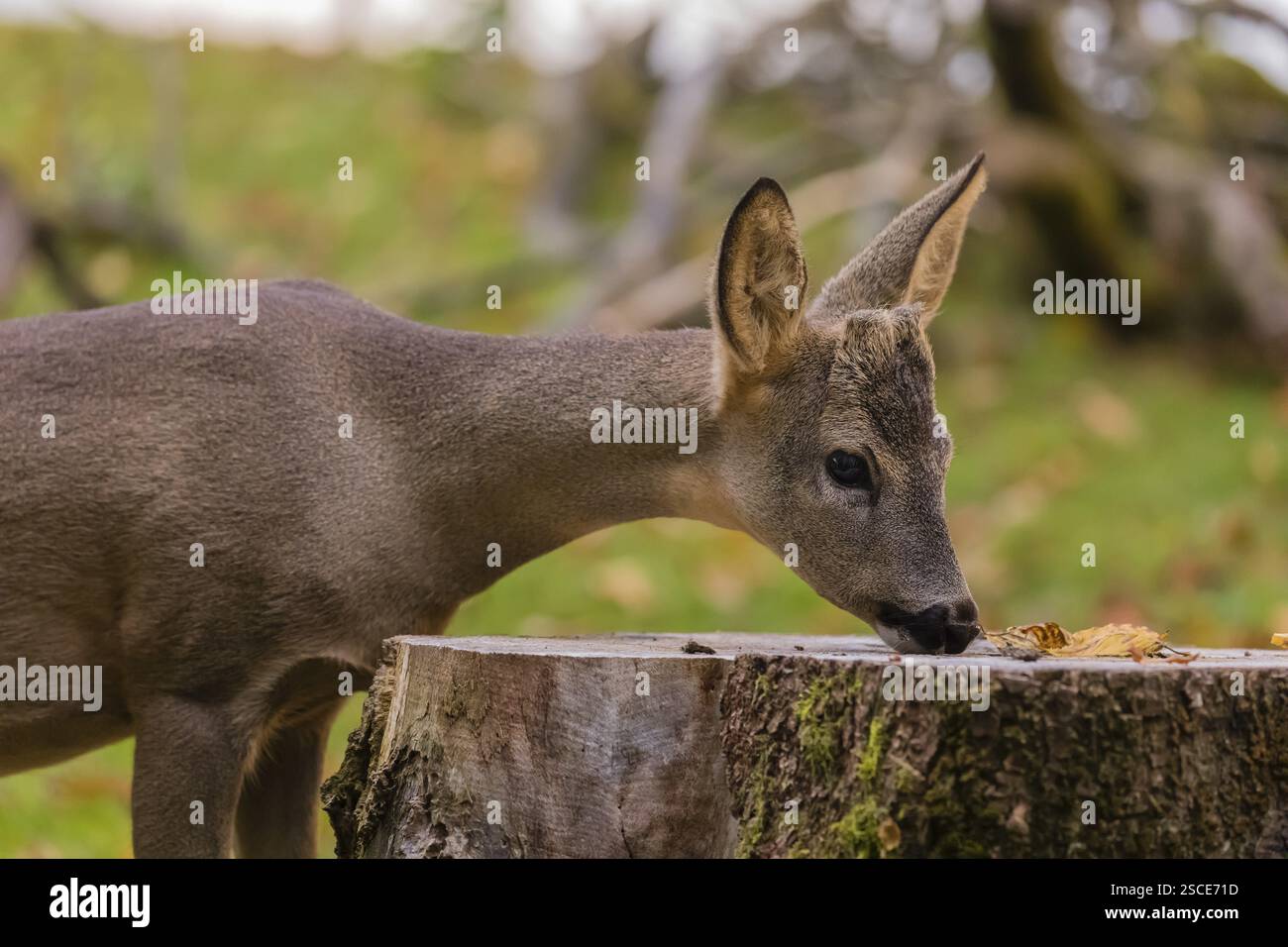 One female Roe Deer, (Capreolus capreolus), nibbles moss from a tree stump Stock Photo - Alamy