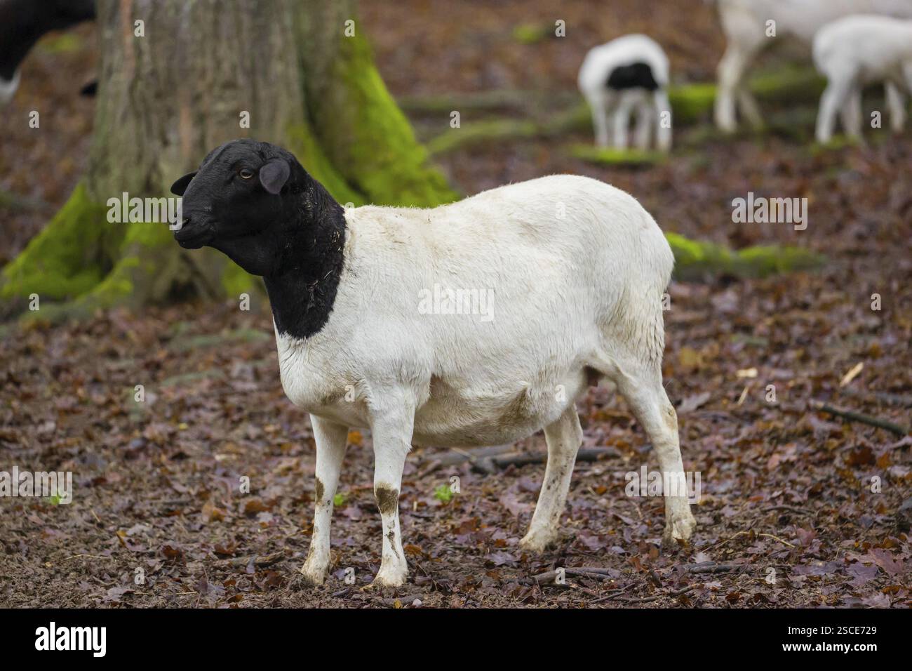 A flock of Blackheaded Somali Sheep, Ovis aries, stand in an open ...