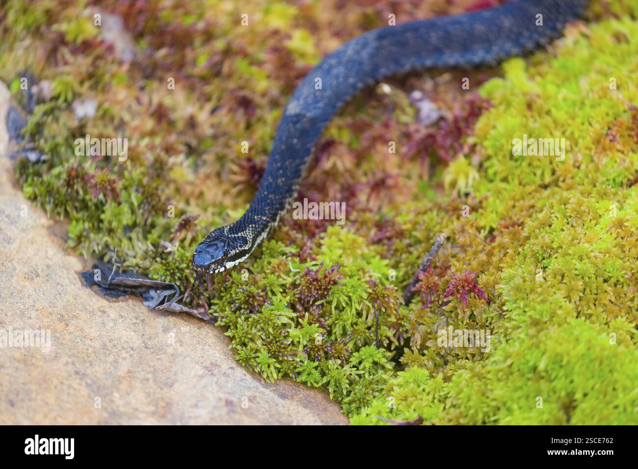 One Vipera berus, the common European adder or common European viper ...