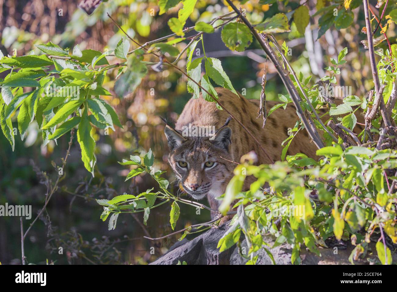 Stalks prey hi-res stock photography and images - Alamy