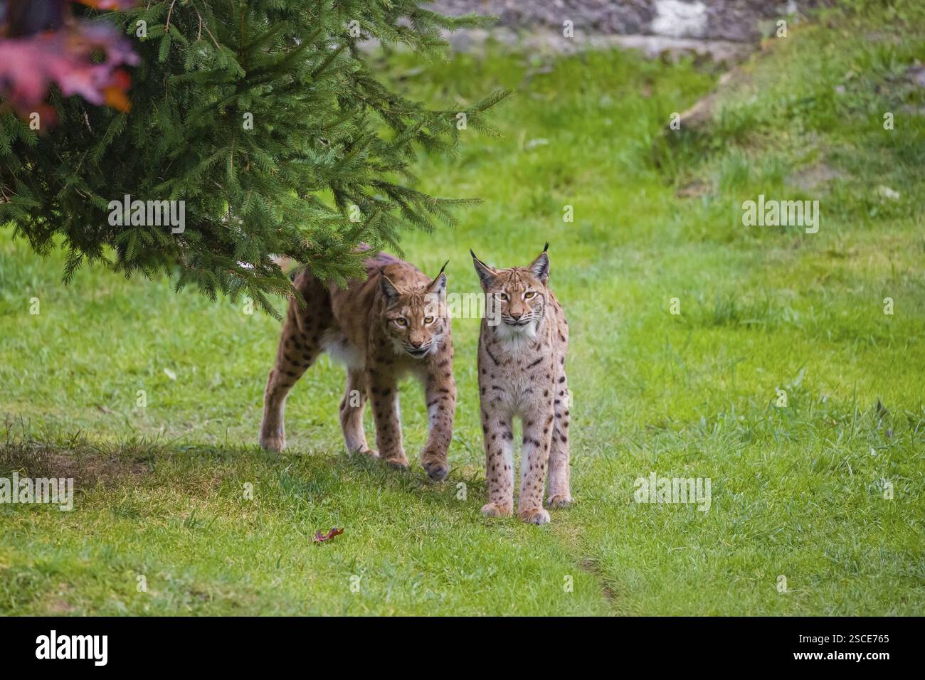 Two Eurasian lynx (Lynx lynx) plays walk side by side on a green meadow ...