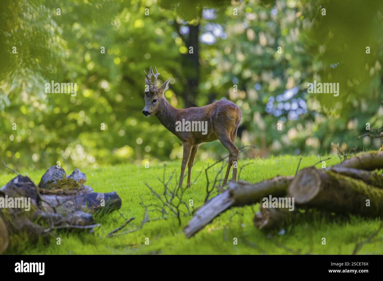 One male Roe Deer, Roe buck (Capreolus capreolus), stands on a meadow ...