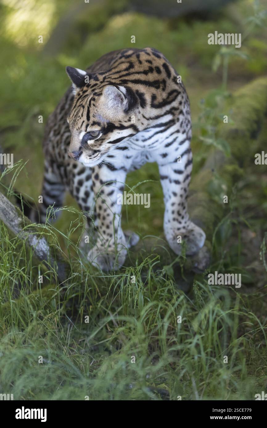 One Ozelot, Leopardus pardalis, standing on a log in green vegetation ...