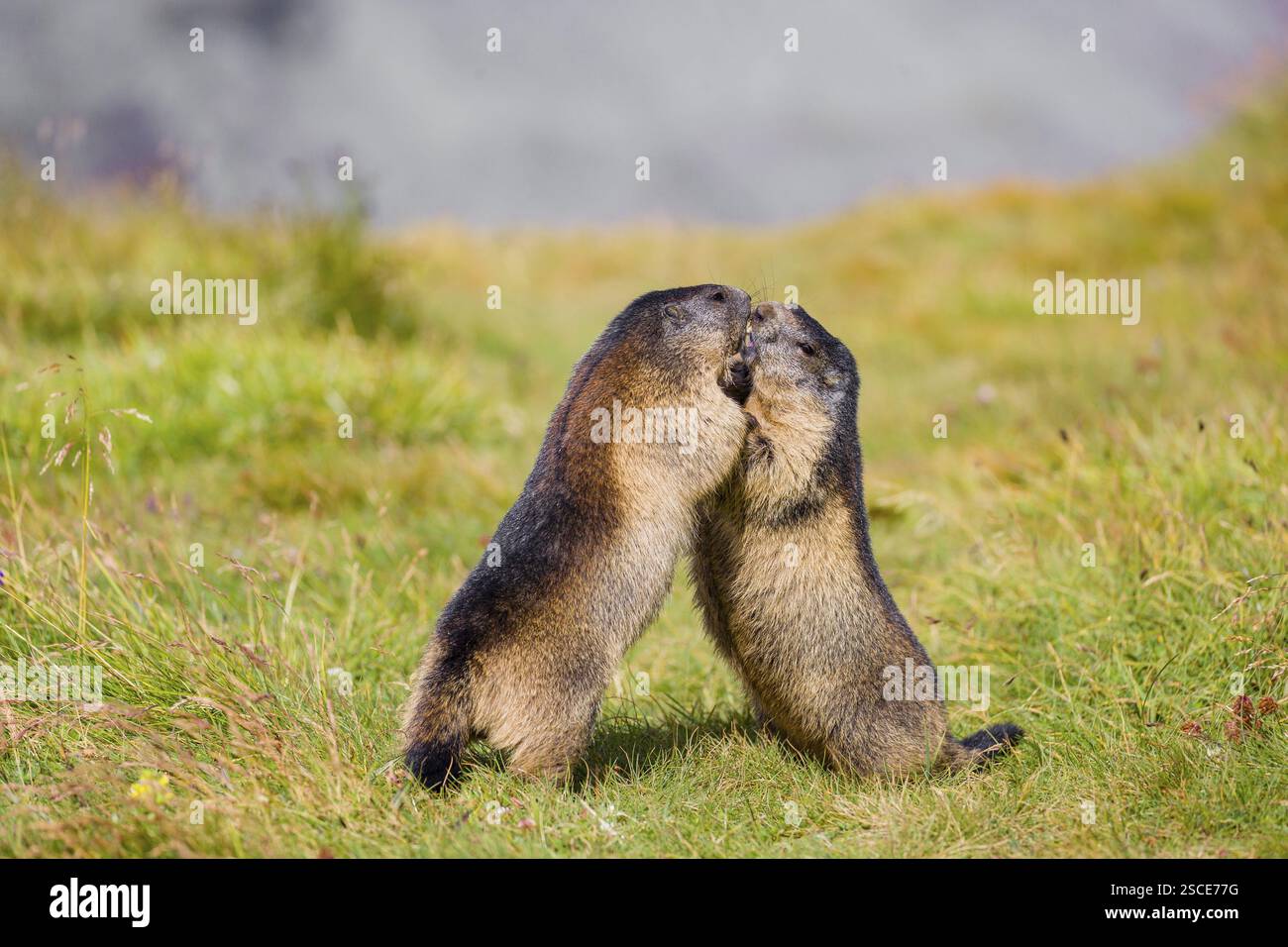 Two adult Alpine Marmots, Marmota marmota, play fighting in green grass. Grossglockner high ...