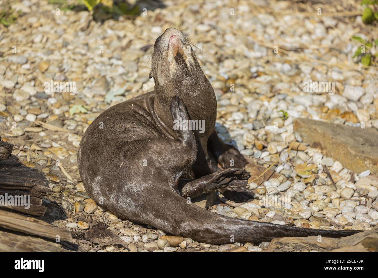 One giant otter or giant river otter (Pteronura brasiliensis) resting ...