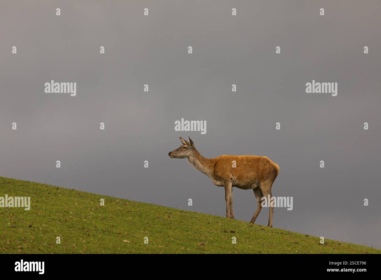 One red deer doe (Cervus elaphus) standing on a meadow in last light ...
