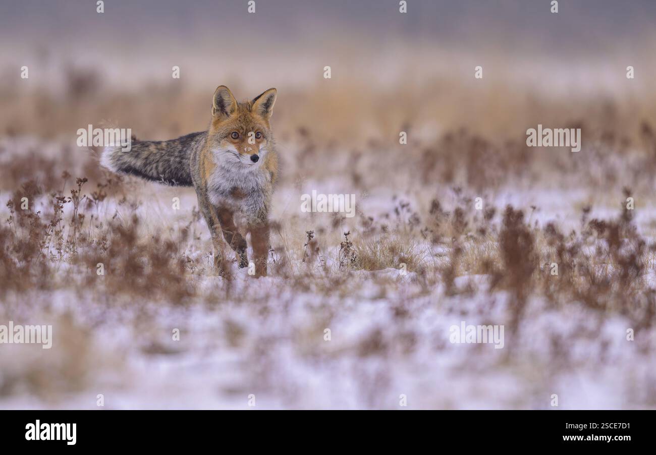 Red fox (Vulpes vulpes), foraging in a meadow covered with snow ...