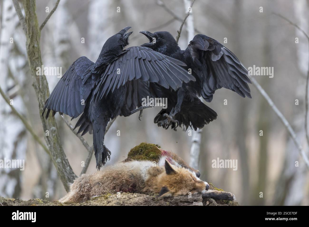 Two common raven (Corvus corax), fighting and feeding on the carcass of ...