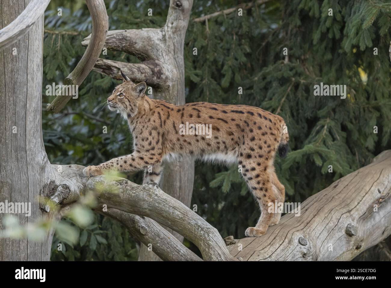 One Eurasian lynx, (Lynx lynx), climbing up a dead tree. Side view with ...