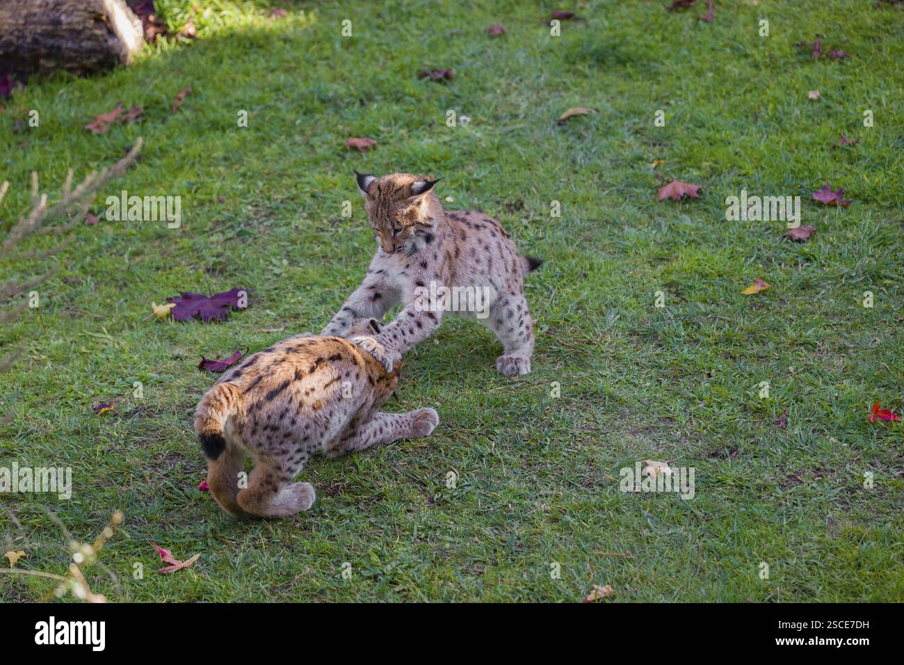 Two young Eurasian lynx, (Lynx lynx), play with each other on a green ...