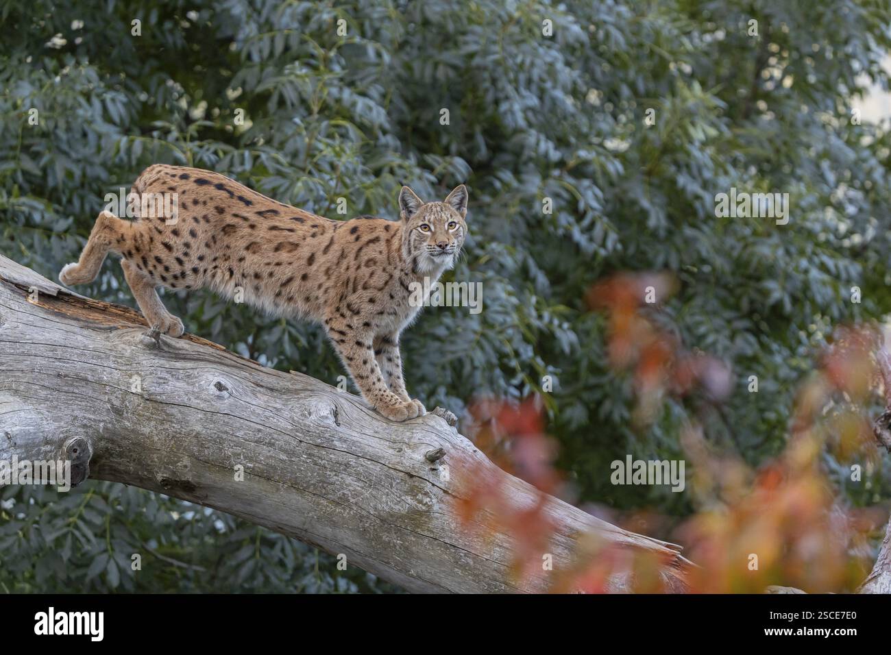 One Eurasian lynx, (Lynx lynx), walking down a fallen tree. Side view ...