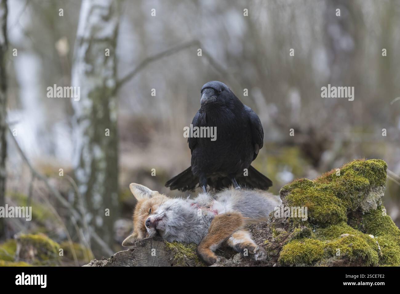 One common raven (Corvus corax), feeding on the carcass of a red fox ...