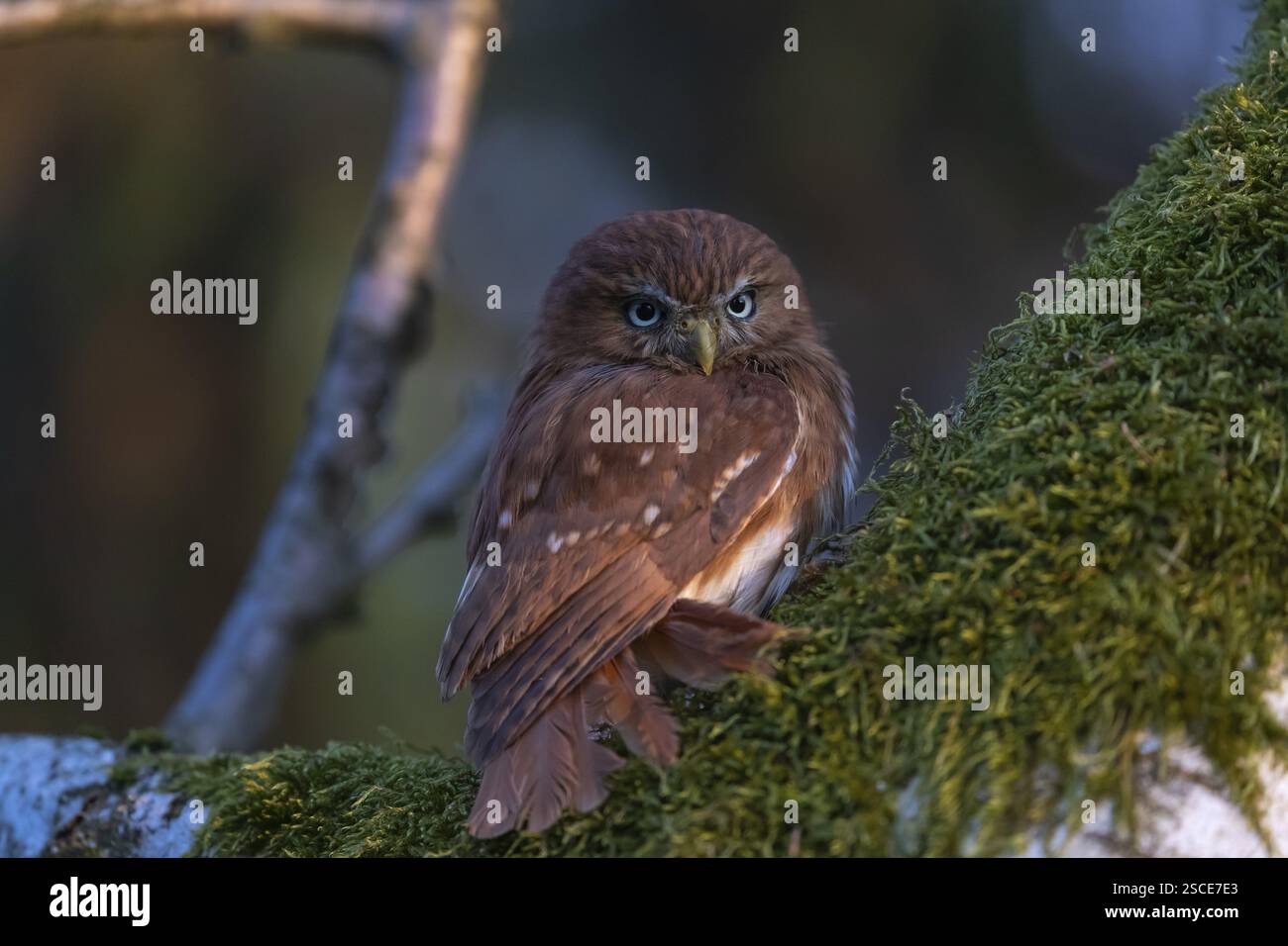 One East Brazilian pygmy owl (Glaucidium minutissimum), also known as ...