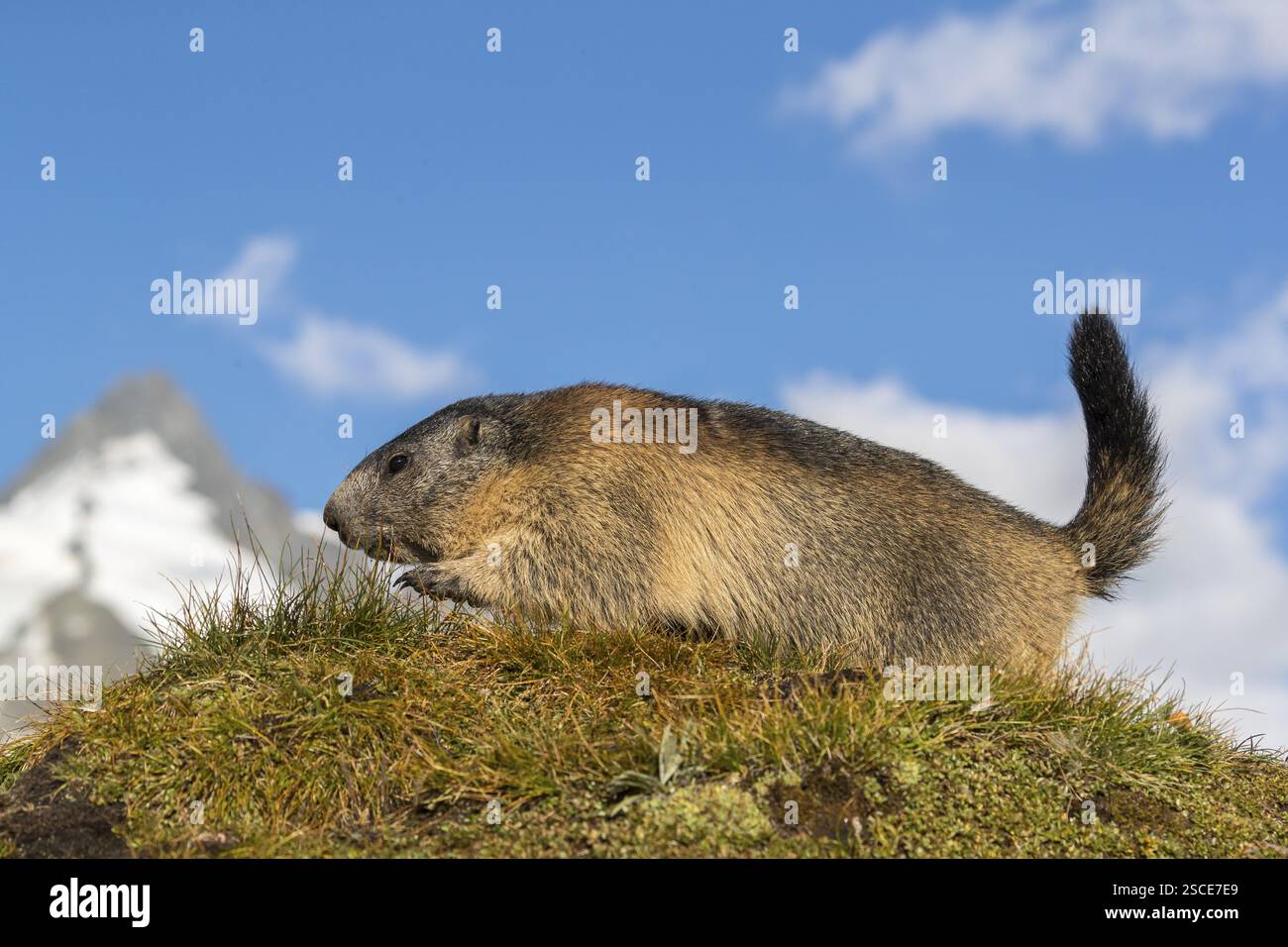 One adult Alpine Marmot, Marmota marmota, sideview portrait in early morning light ...