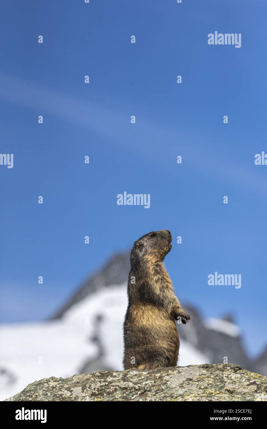 One adult Alpine Marmot, Marmota marmota, standing erected on a rock. Grossglockner Mountain in ...