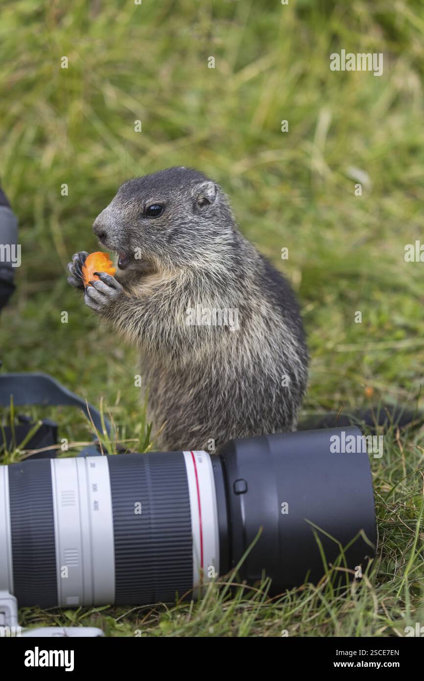 One young Alpine Marmot, Marmota marmota, sitting next to a photographers lens, feeding on a ...
