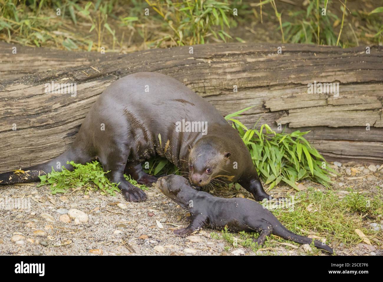 A two-year-old giant otter or giant river otter (Pteronura brasiliensis ...
