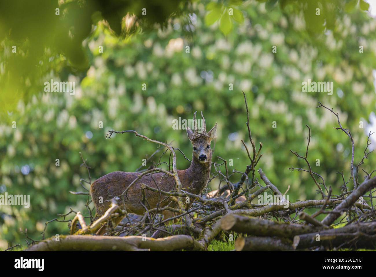 One male Roe Deer, Roe buck (Capreolus capreolus), stands on a meadow ...