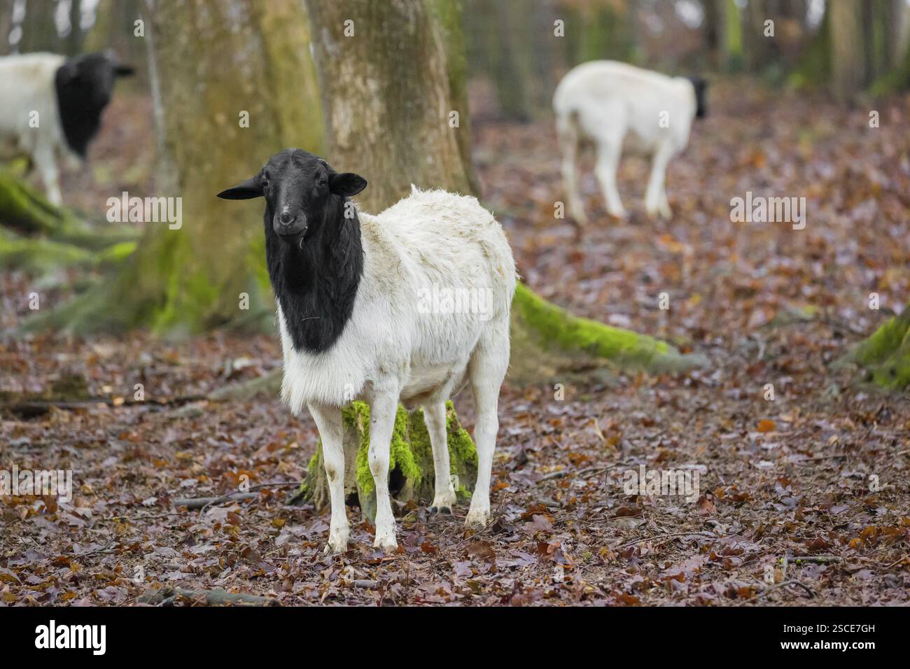 A flock of Blackheaded Somali Sheep, Ovis aries, stand in an open ...