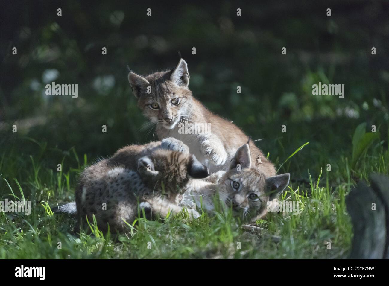 Eurasian lynx, Lynx lynx. Three young animals playing in green grass ...