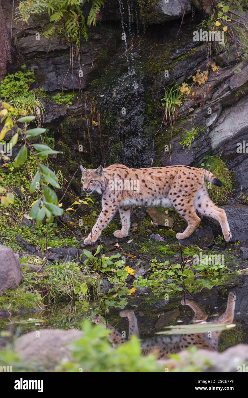 A Eurasian lynx, (Lynx lynx) runs between a small pond and a very small ...