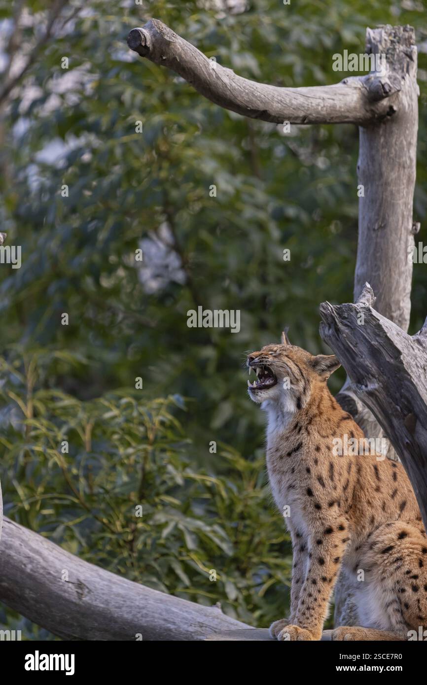 One Eurasian lynx, (Lynx lynx), sitting yawning on a dead tree. Side ...