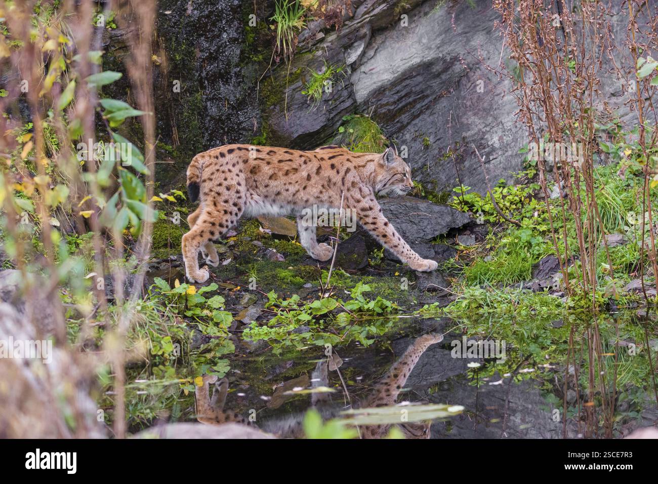 A Eurasian lynx, (Lynx lynx) runs between a small pond and a very small ...